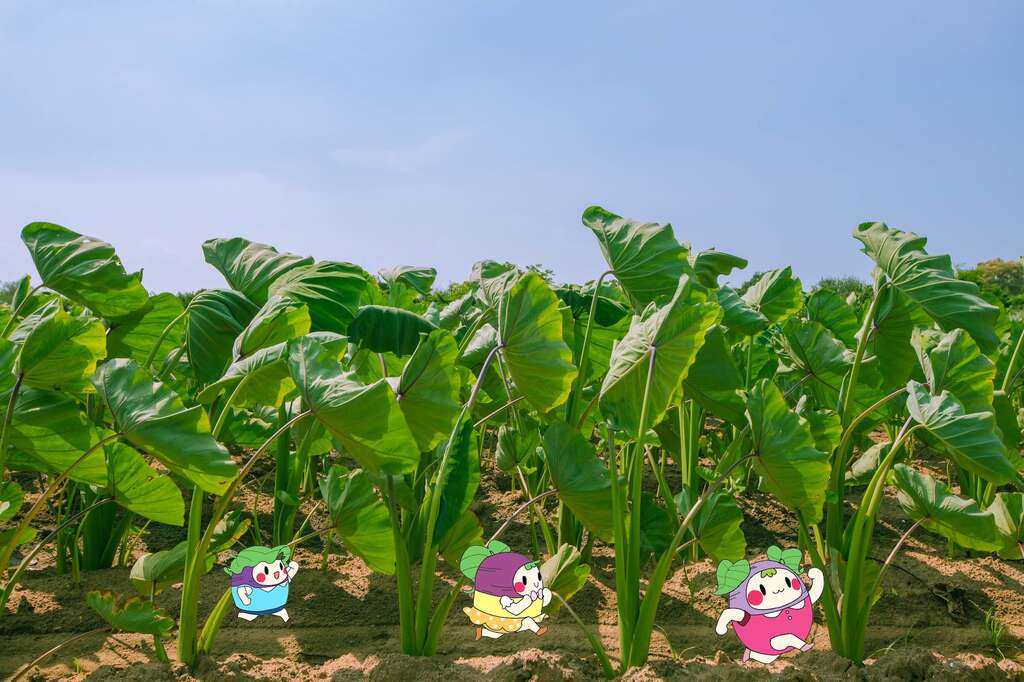 114 Lieyu Township's Taro Festival | Kinmen Travel
